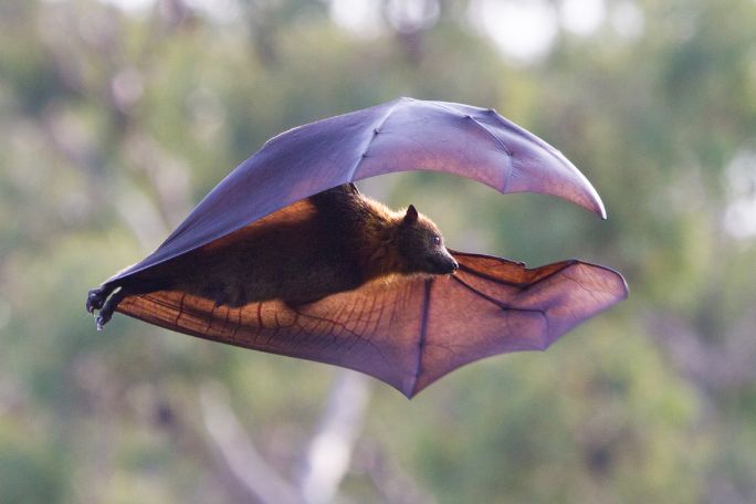 8 Uses for Bat Wings | Cool.org