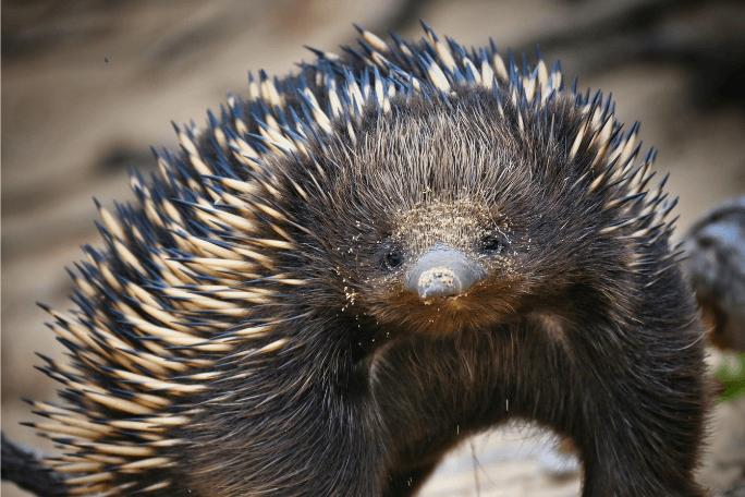 What is a Monotreme? | Cool.org