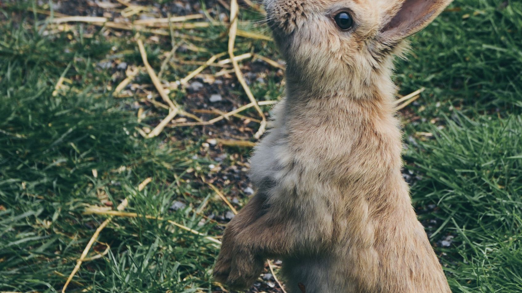 Invasive Species – Rabbits | Cool.org