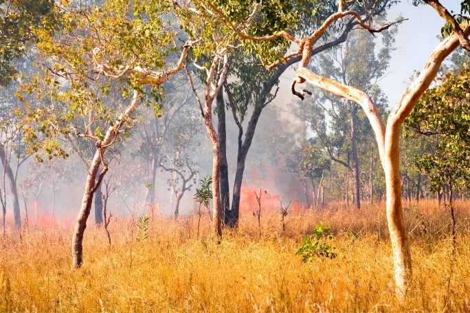 First Fire Farmers | Cool.org